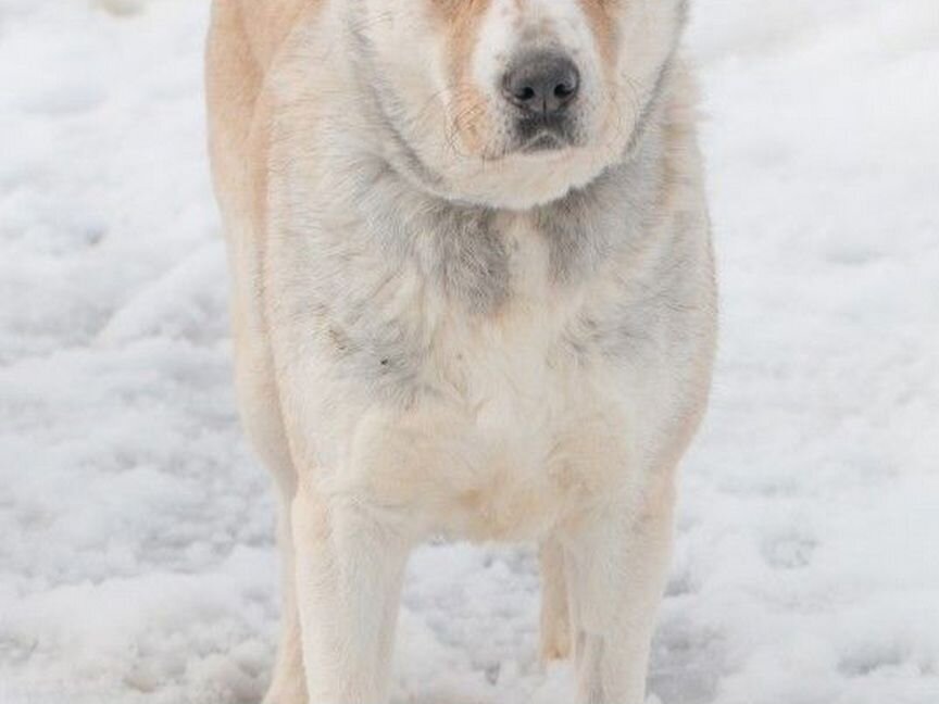 Алабай Подмосковный Приезжайте скорее знакомиться
