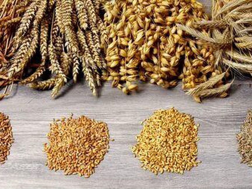 Зерно пшеница ячмень кукуруза