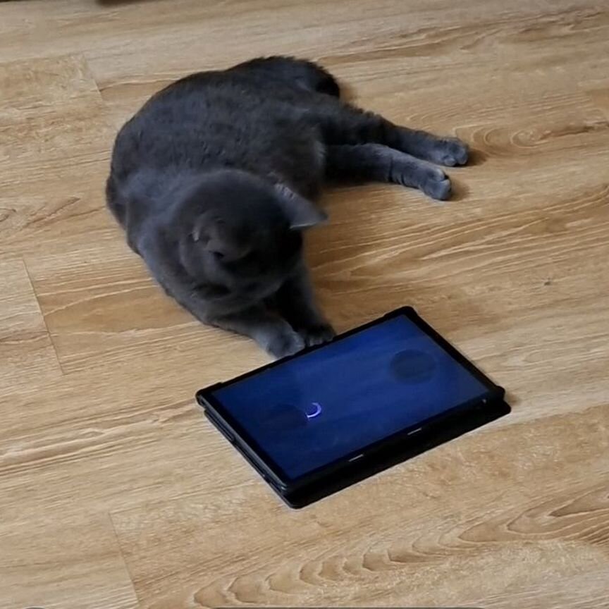 Британский короткошёрстный котёнок