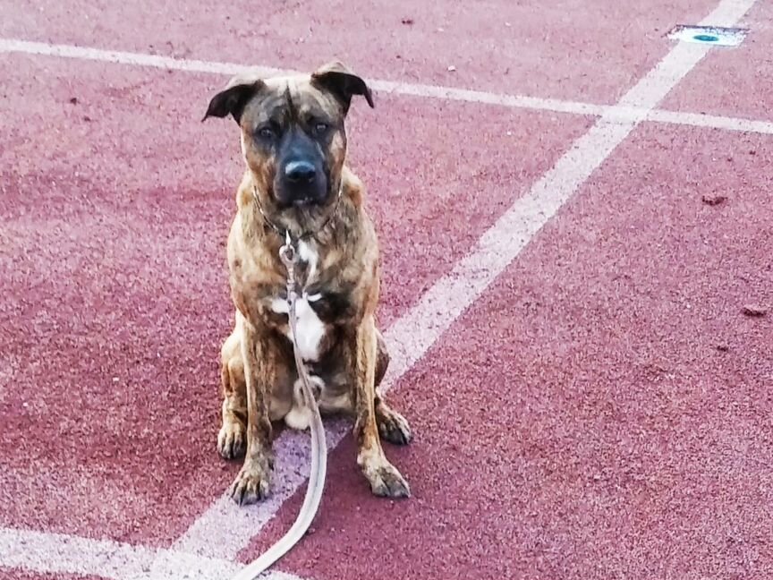 Чарли ищет дом