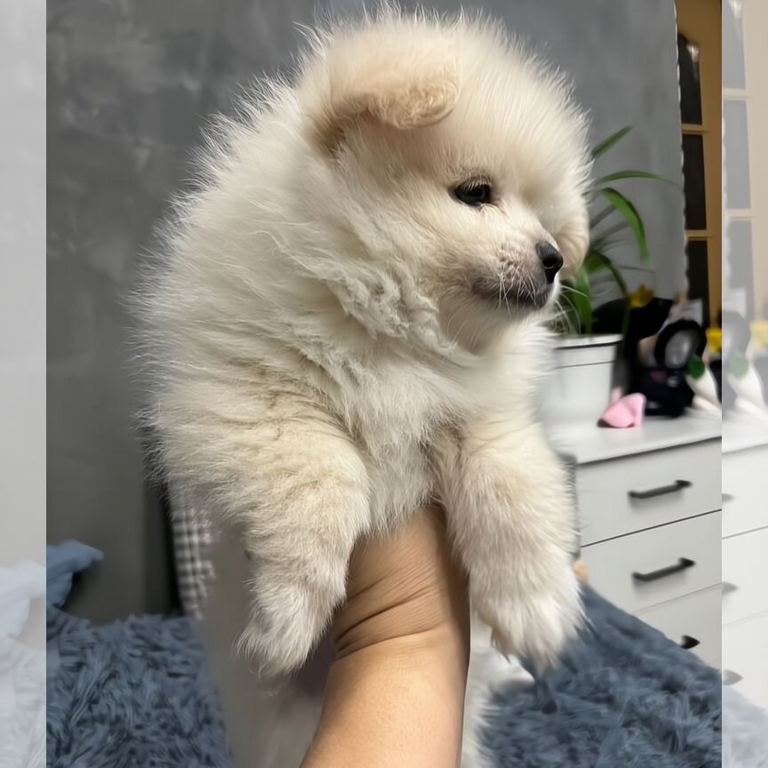 Померанский шпиц, щенок