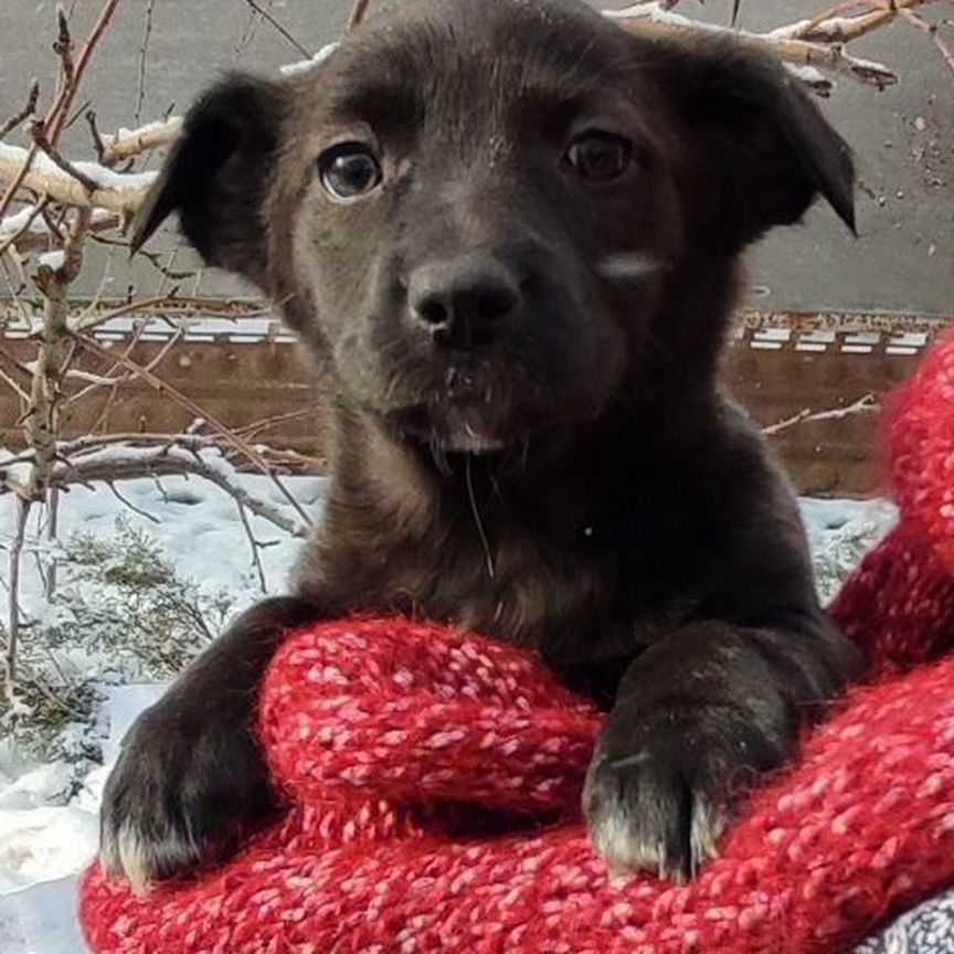 Щенок в добрые руки