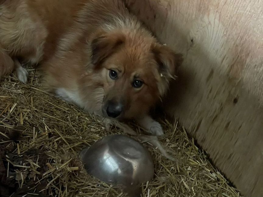 Персик никогда не узнает, что такое дом