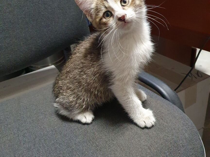 Котята в добрые руки девочка
