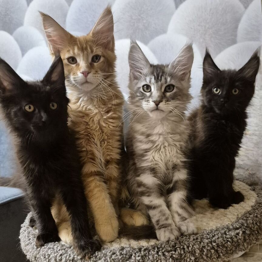 Мейн-кун котёнок