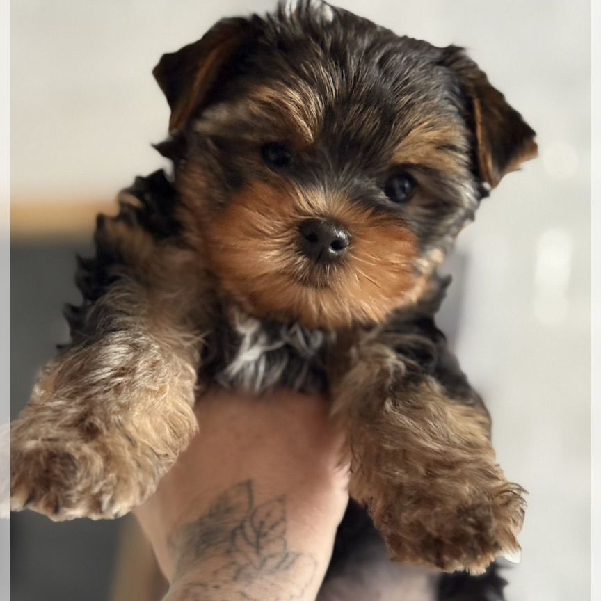 Йоркширский терьер, щенок