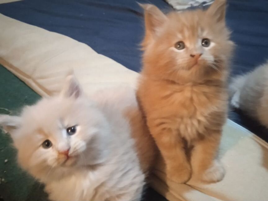 Котята мейн-кун