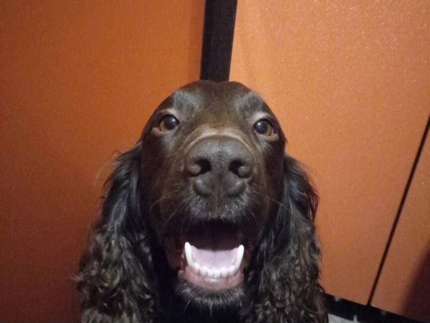 Русский спаниель вязка