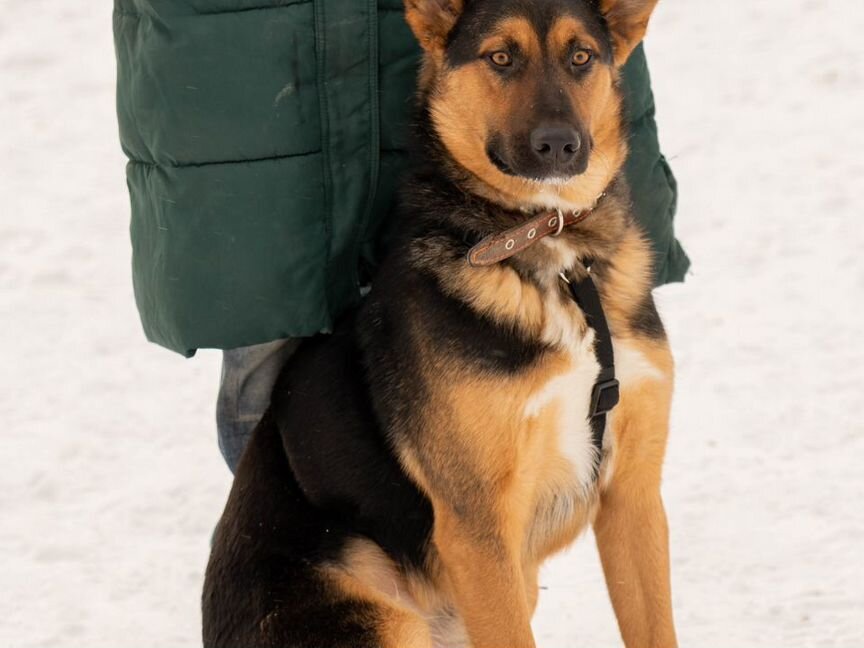 Очаровательный, мальчишка нуждается в хозяине