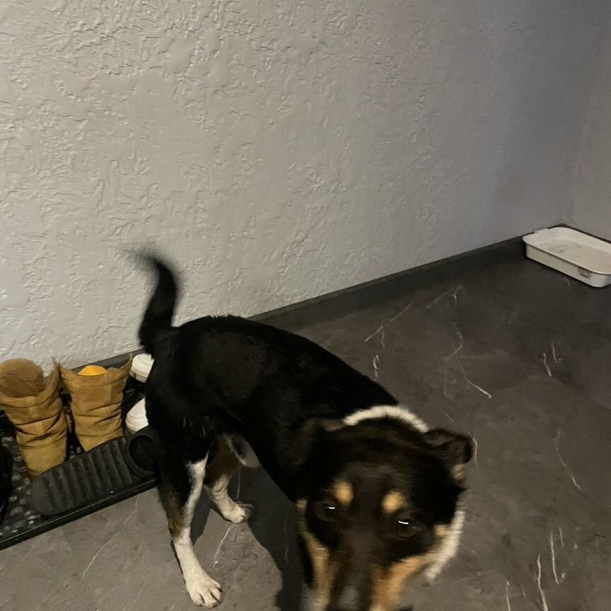 Найдена собака