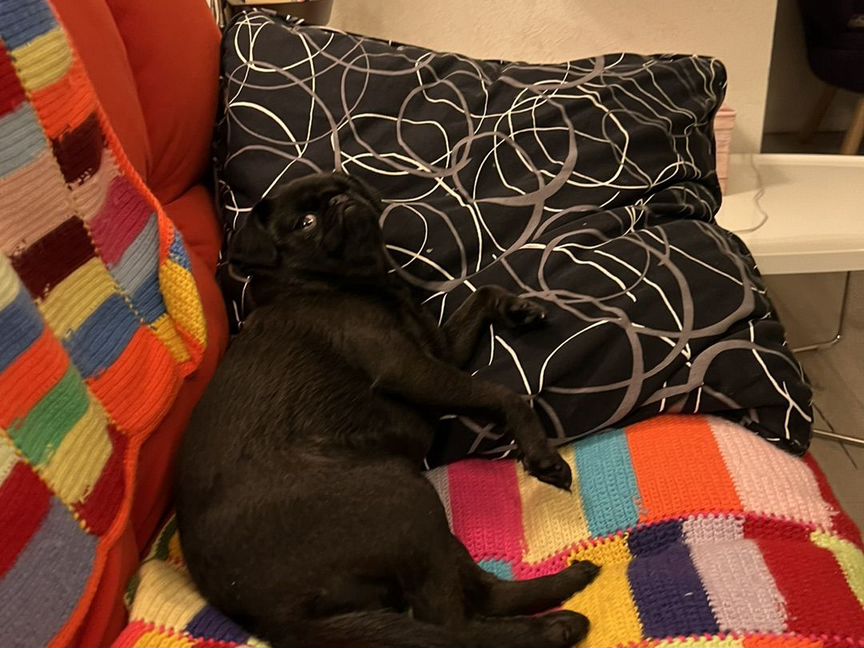 Пти брабансон вязка девочка