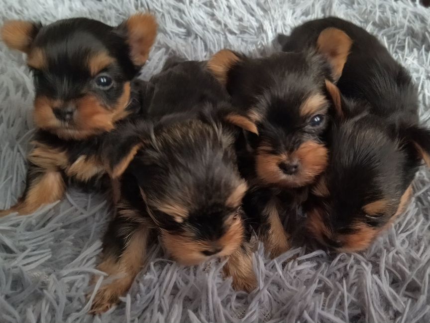 Йоркширский терьер мини щенки