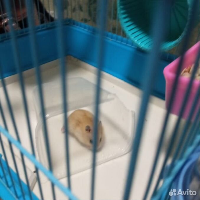 Хомячок джунгарик редкого мандаринового окраса