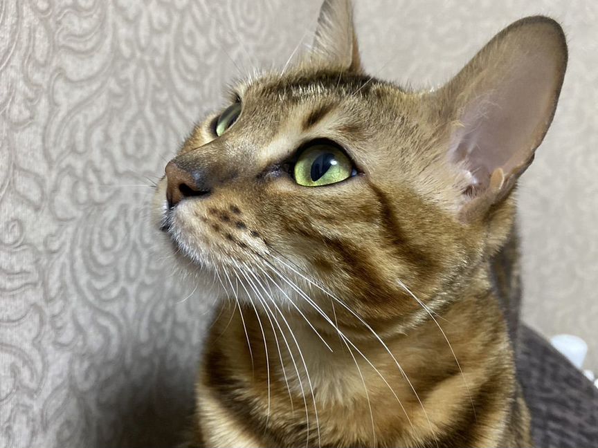 Бенгальская кот и кошка