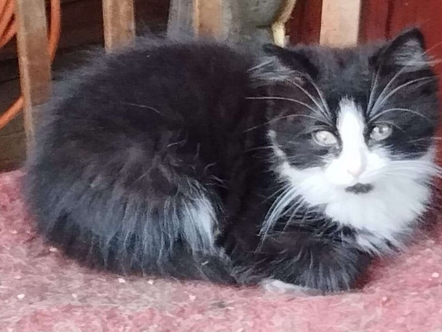 Котенок Умка