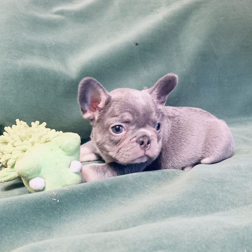 Лиловая девочка французскийбульдог