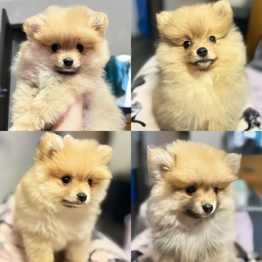 Немецкий шпиц, щенок