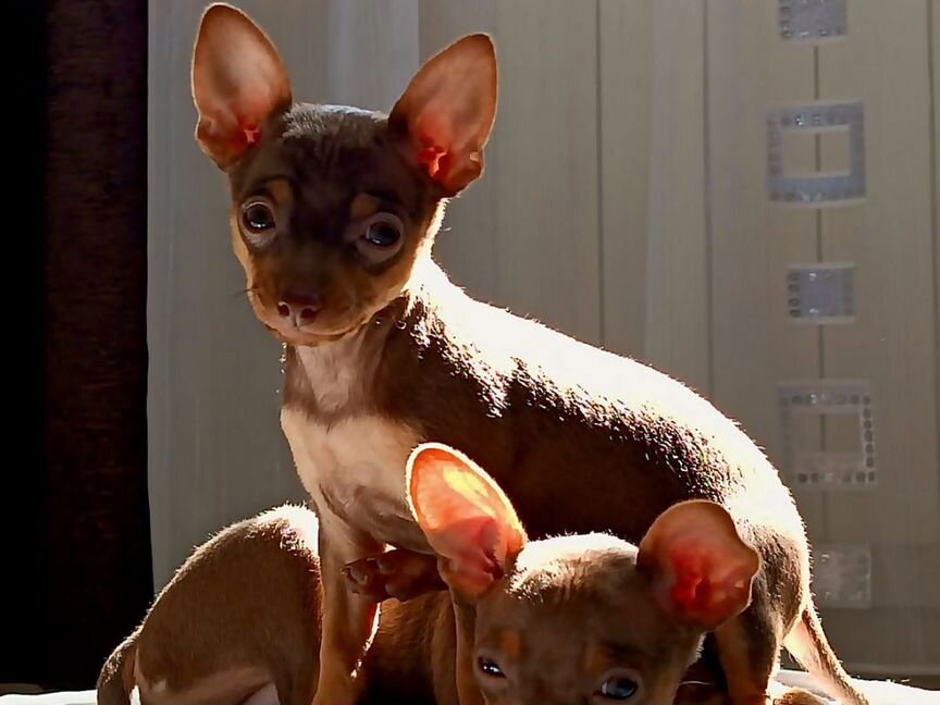 Шоколадные девочки той русский РКФ