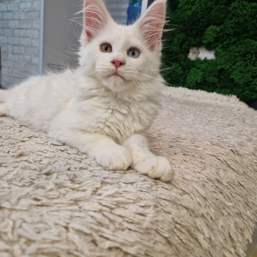 Мейкунчики