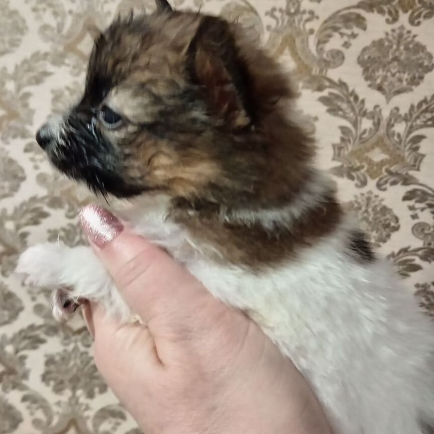 Континентальный той-спаниель папильон, щенок