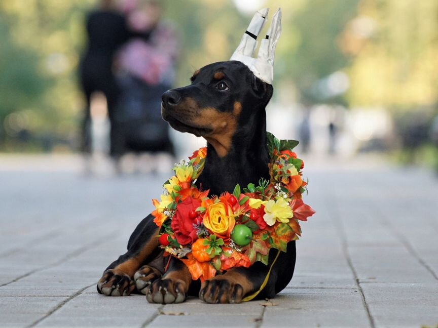 Девочка 3,5 мес доберман