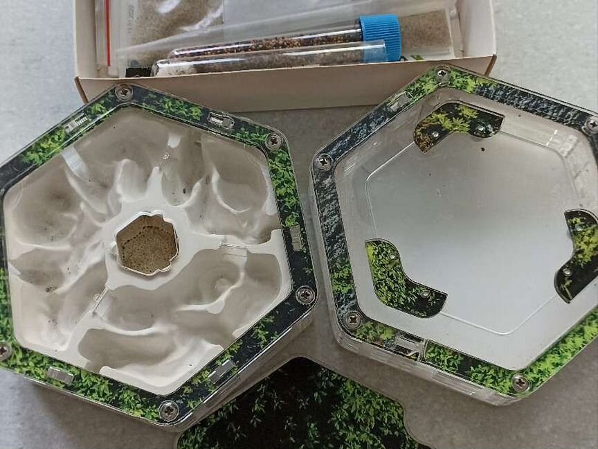 Муравейник без муравьёв