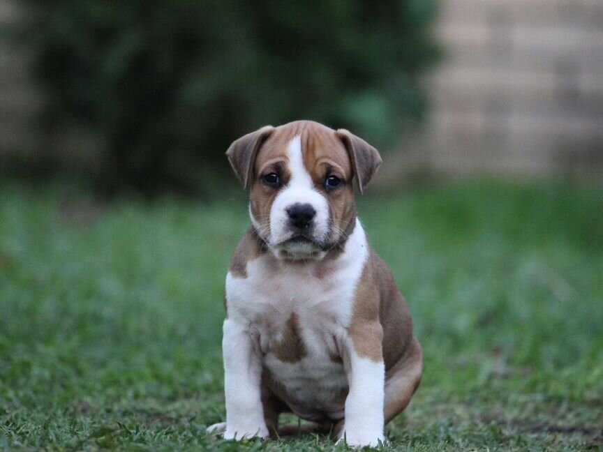 Девочка тяжелого типа (питомник)