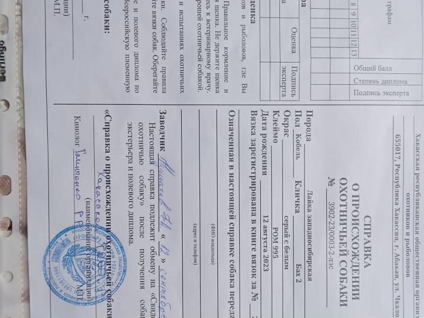 Щенки лайки зсл