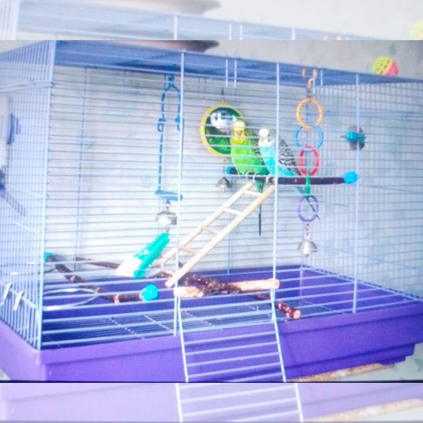 Волнистый попугай ручной