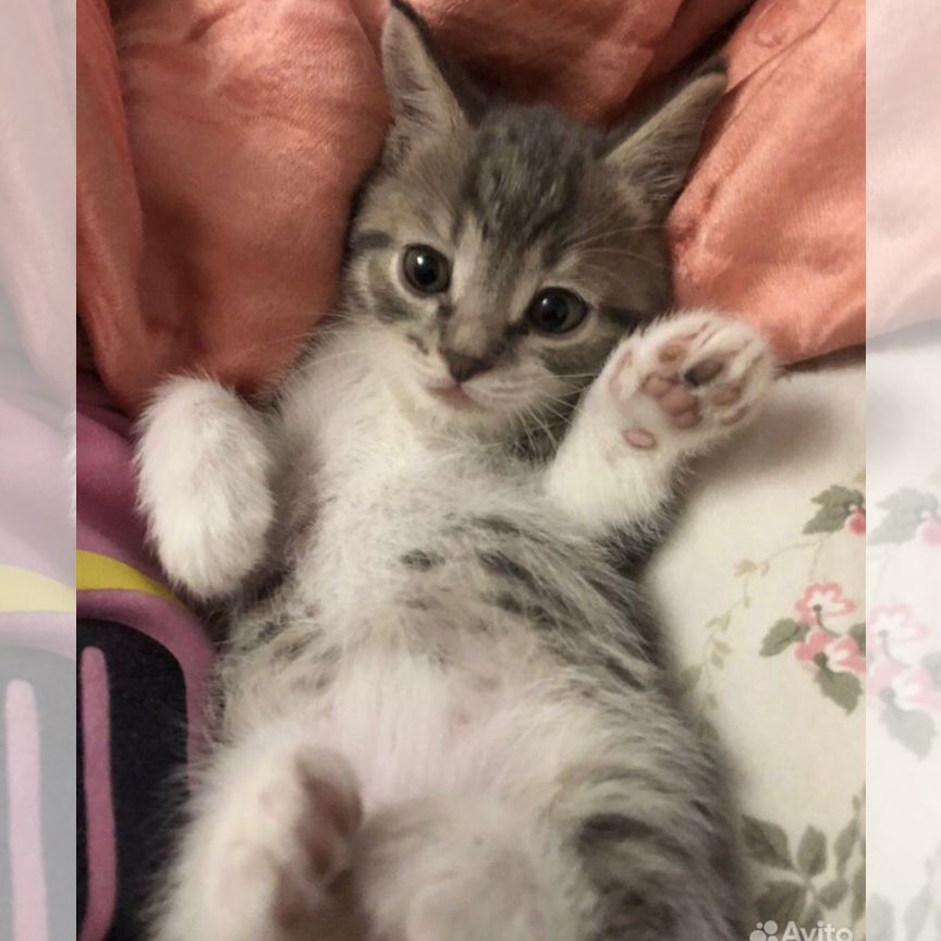 Котята сибирской породы