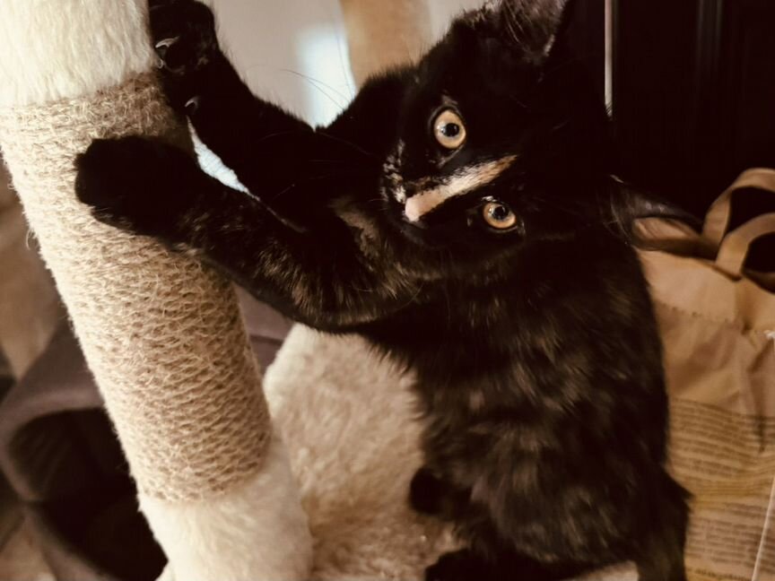 Котенок