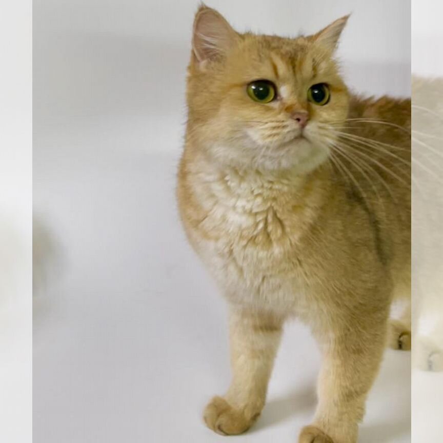 Шотландская прямоухая короткошёрстная кошка, взрослая