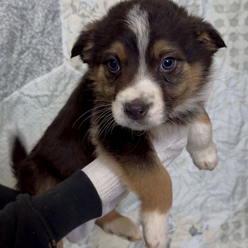 Щенок в добрые руки