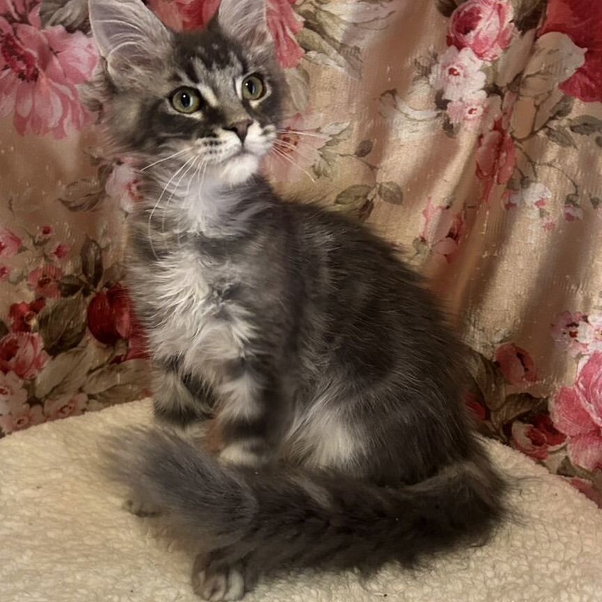 Мейн-кун котёнок