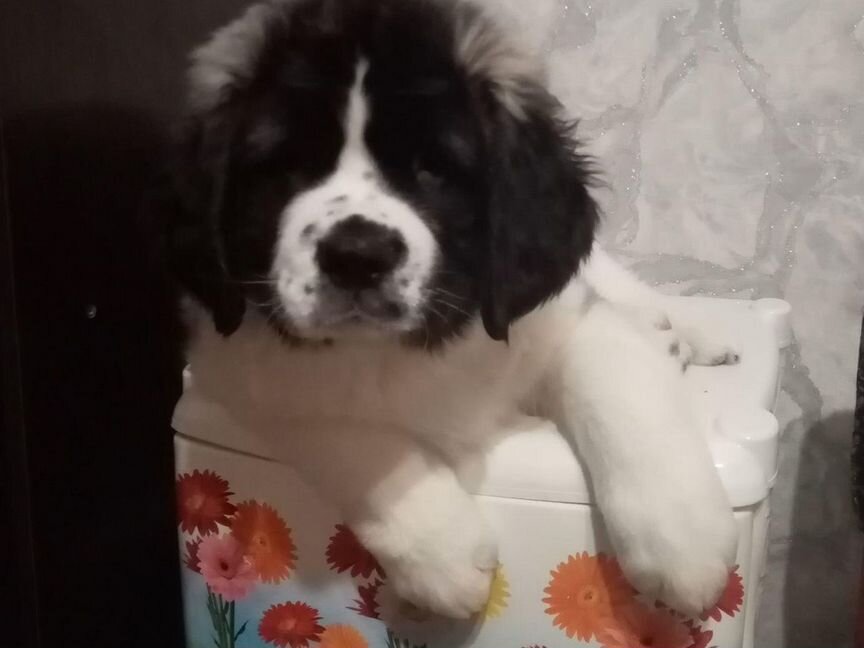 Щенок, московской сторожевой