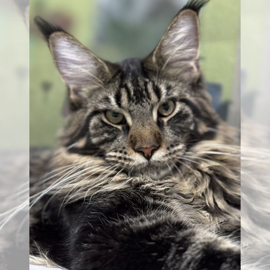 Мейн-кун, кот вязка