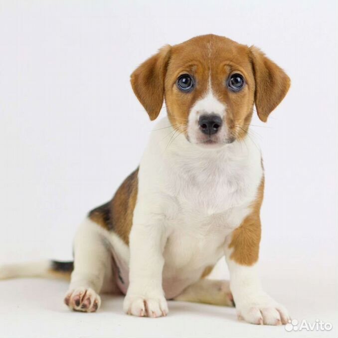 Милая, нежная малышка Джек Рассел Терьер