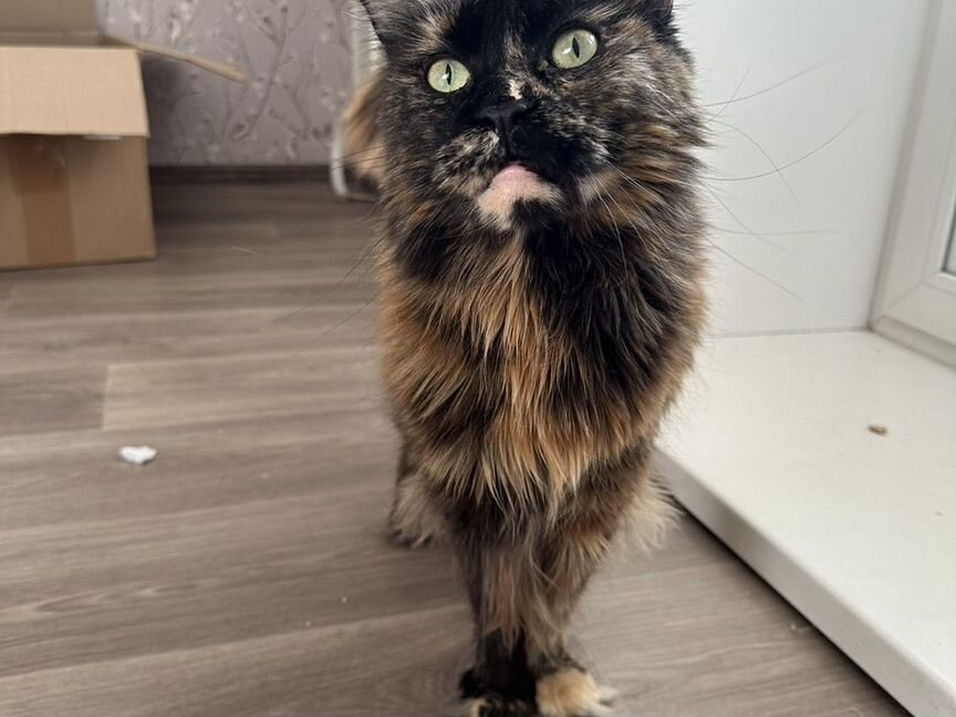 Отдадим кошечку Мейн-кун