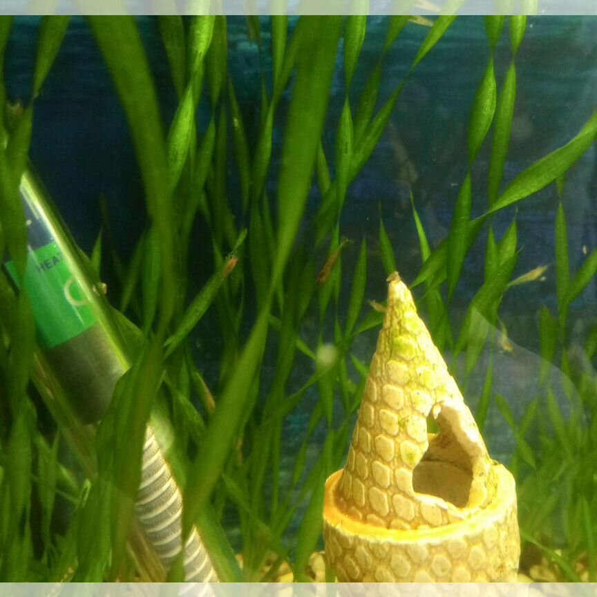 Аквариумные креветки разные