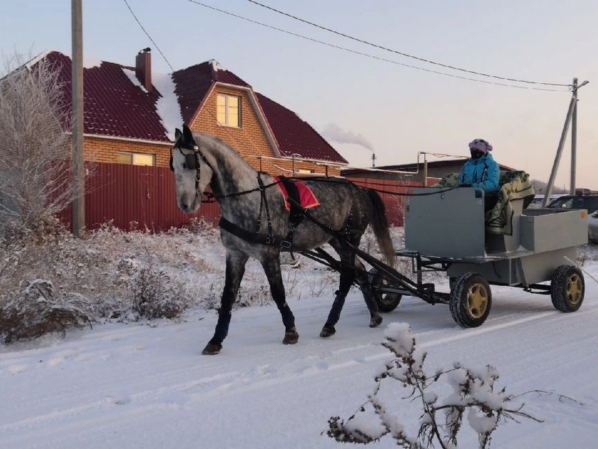 Сани телега для лошади