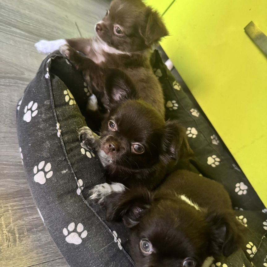 Щенки чихуахуа длинношерстная девочки