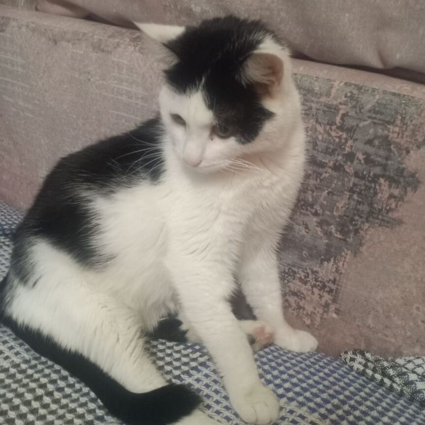 Соберите пожалуйста на лечение кота