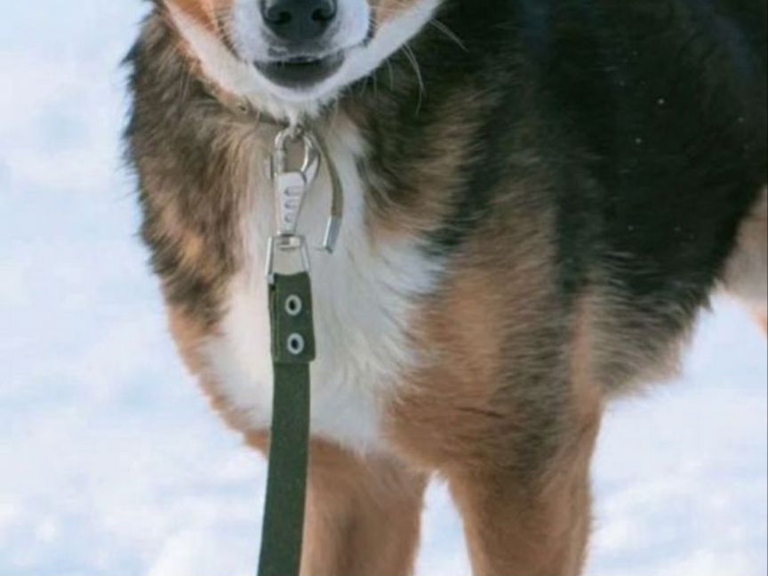 Милашка Ральф ждет вас в Лесном приюте