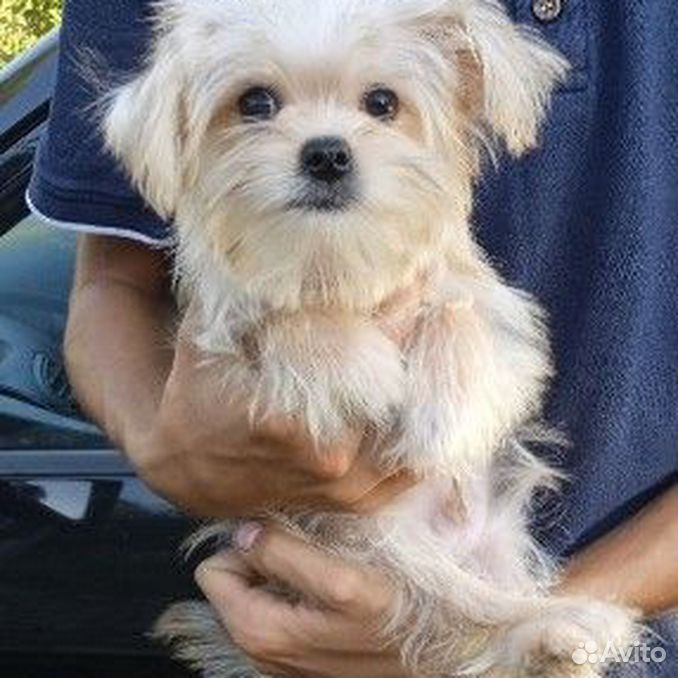 Щенок мальтезе йорк