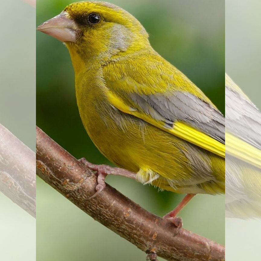 Птичка певчая зеленушка соловей лесной