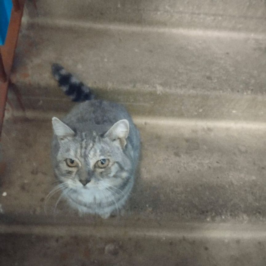 Котик в добрые руки