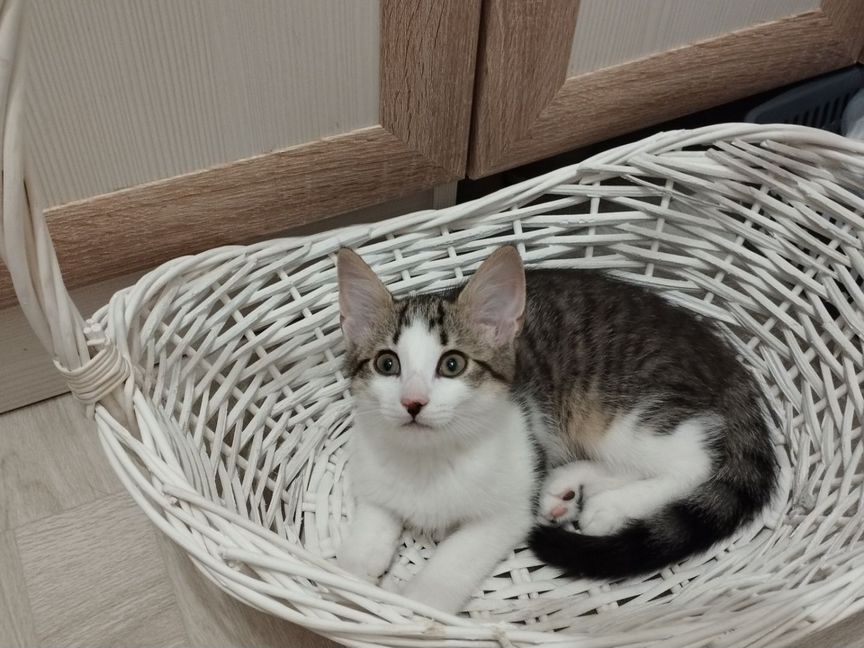 Котенок Белка