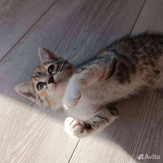 Котяшки в добрые руки