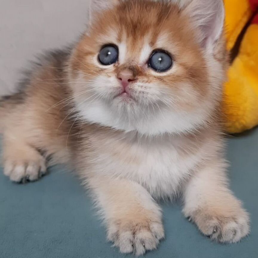 Британский короткошёрстный котёнок