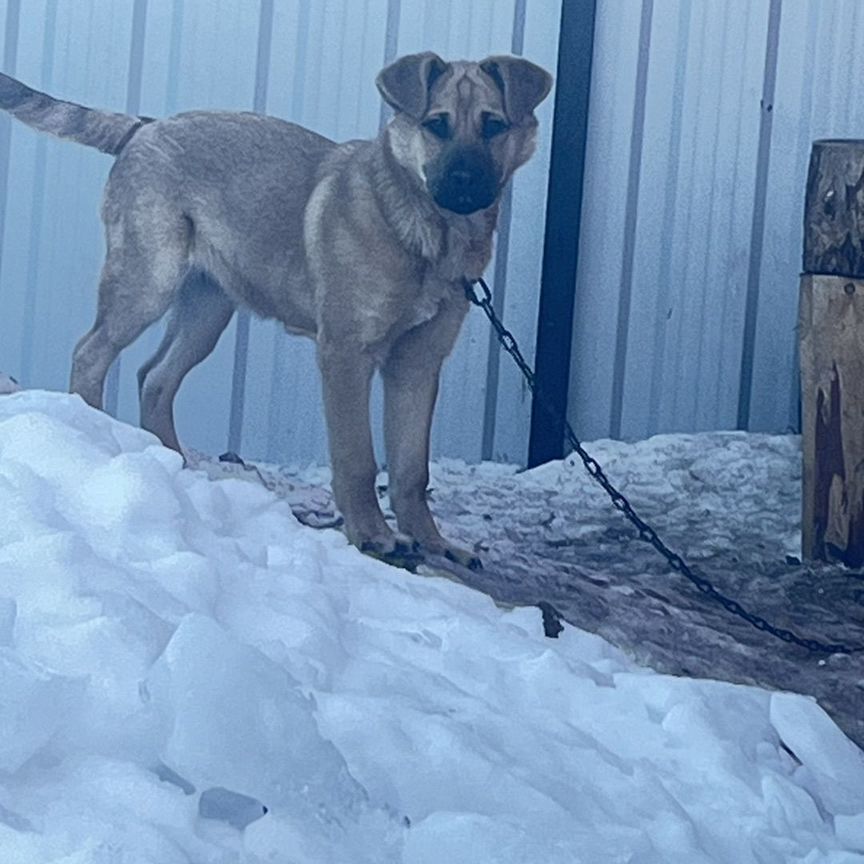 Котята в добрые руки бесплатно